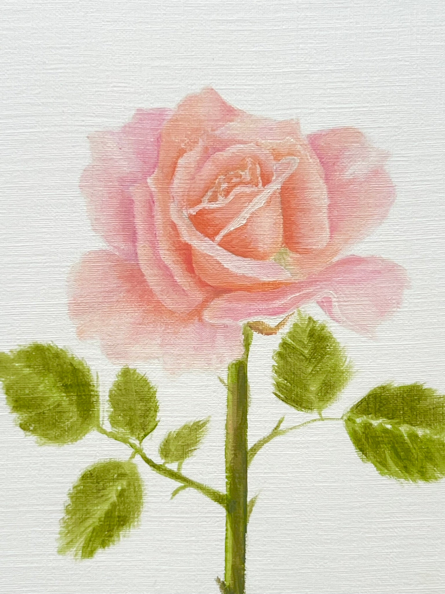 Petite Four Rose Collection – Rebecca Mathews Artist