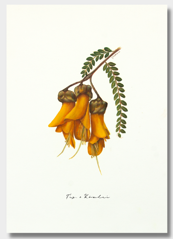 Fig 2. Kowhai Art Print – Rebecca Mathews Artist