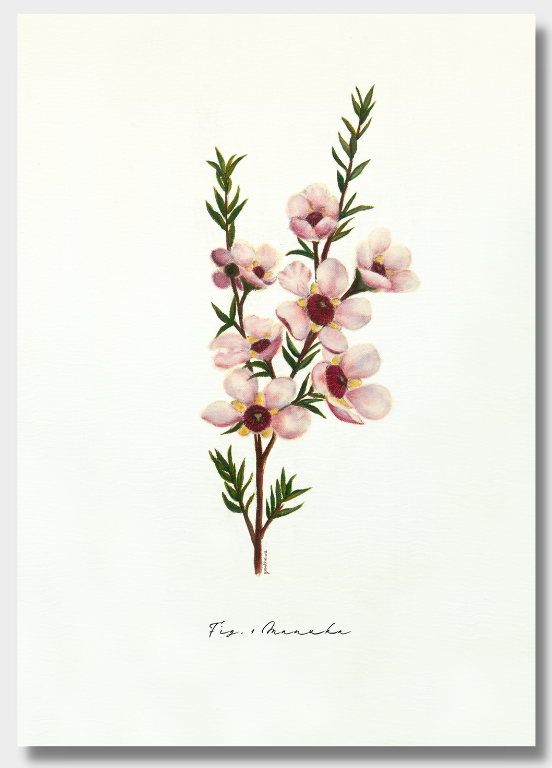 Fig 1. Manuka Wall Art Print – Rebecca Mathews Artist